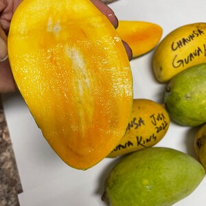 Indian Pakstani Mango Tree Chaunsa Mango Grafted the Best Mango in the ...