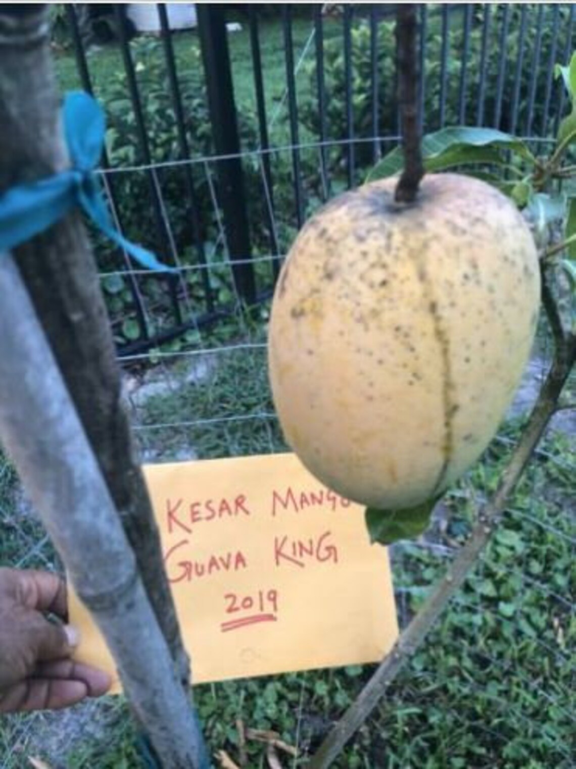 Indian Mango Kesar Tree Grafted One of the Best Mango in the World - Etsy