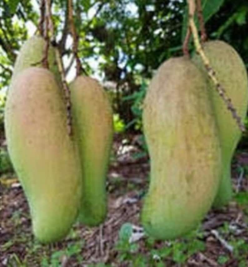 Maha Chanook Thailand Mango Tree Rare Variety Grafted - Etsy
