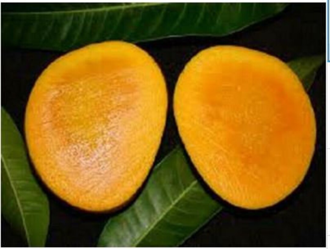 Indian Pakistani Mango Alphonso Tree Grafted One of the Best Mango in ...