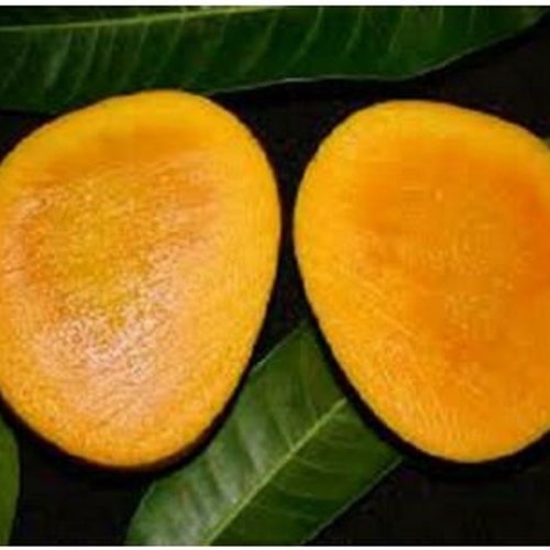 Indian Pakistani Mango Alphonso Tree Grafted One of the Best - Etsy