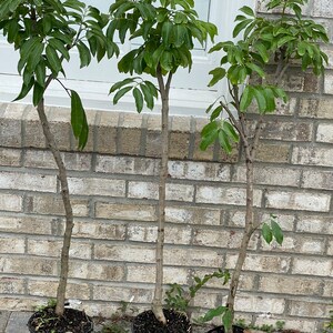 Indian Lychee Tree Air Layered One of the Best Lychee in the World ...