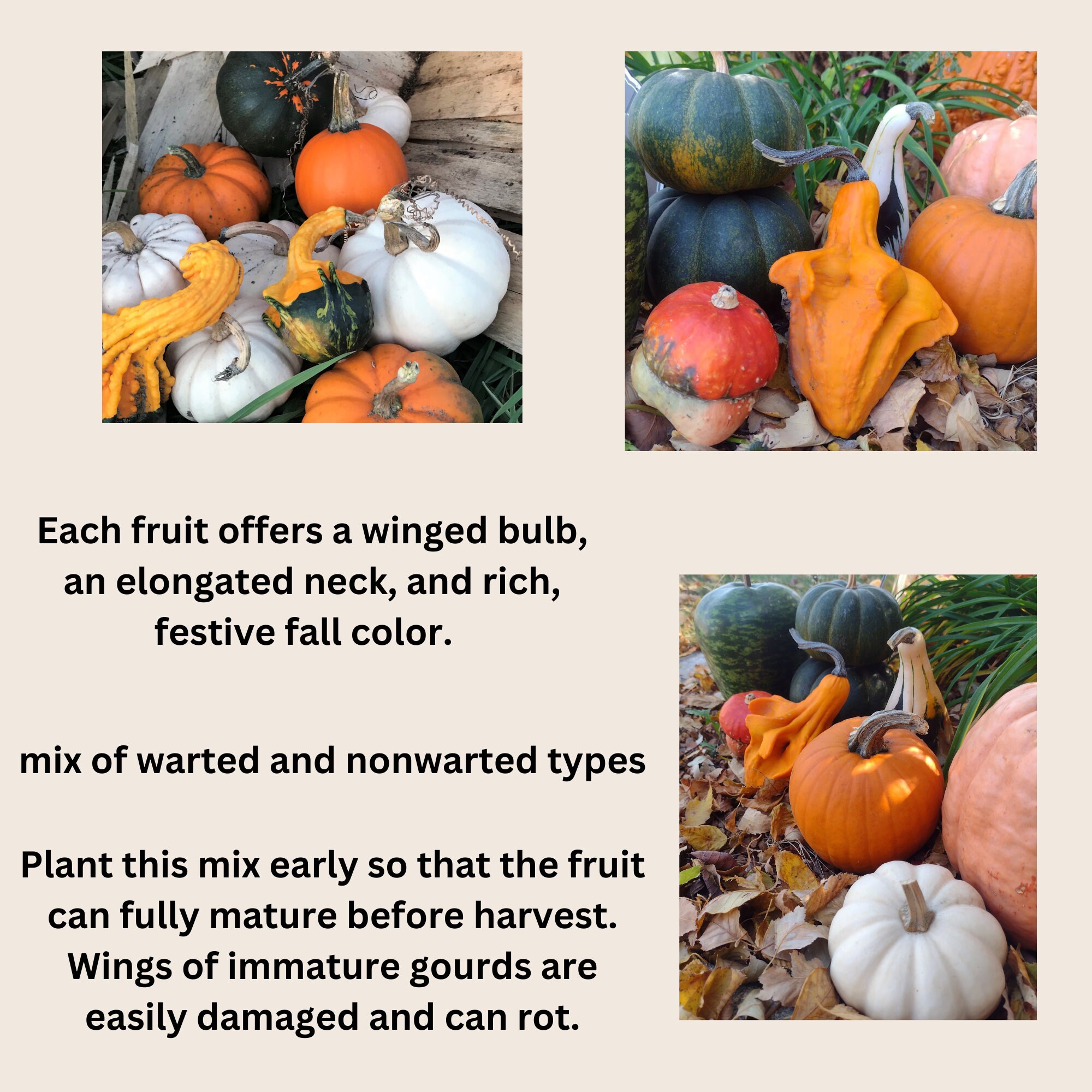 Autumn Wings Gourd Seed Mix Gourd Seeds Gourd Seed Mix Wing - Etsy