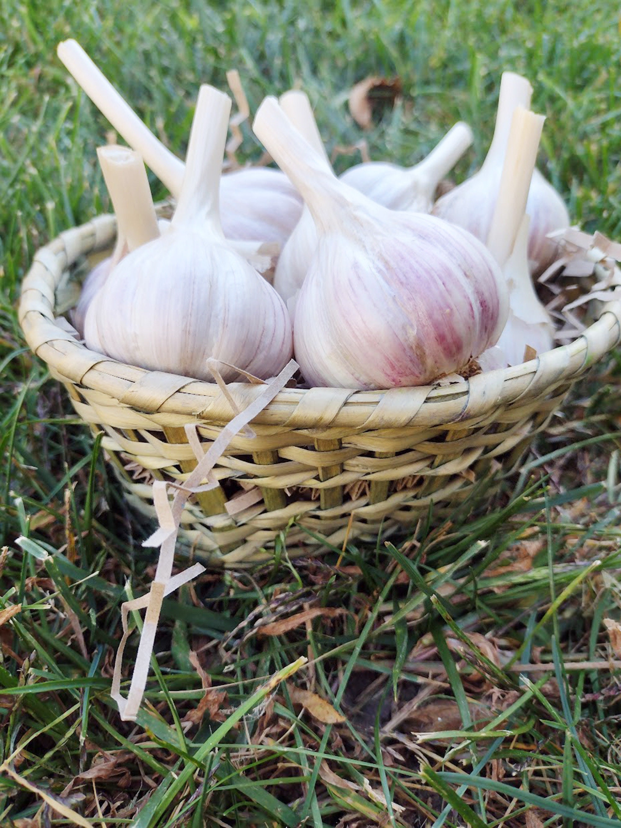 Music Garlic Bulbs one Pound and Half Pound Options Medium Size 1 ...