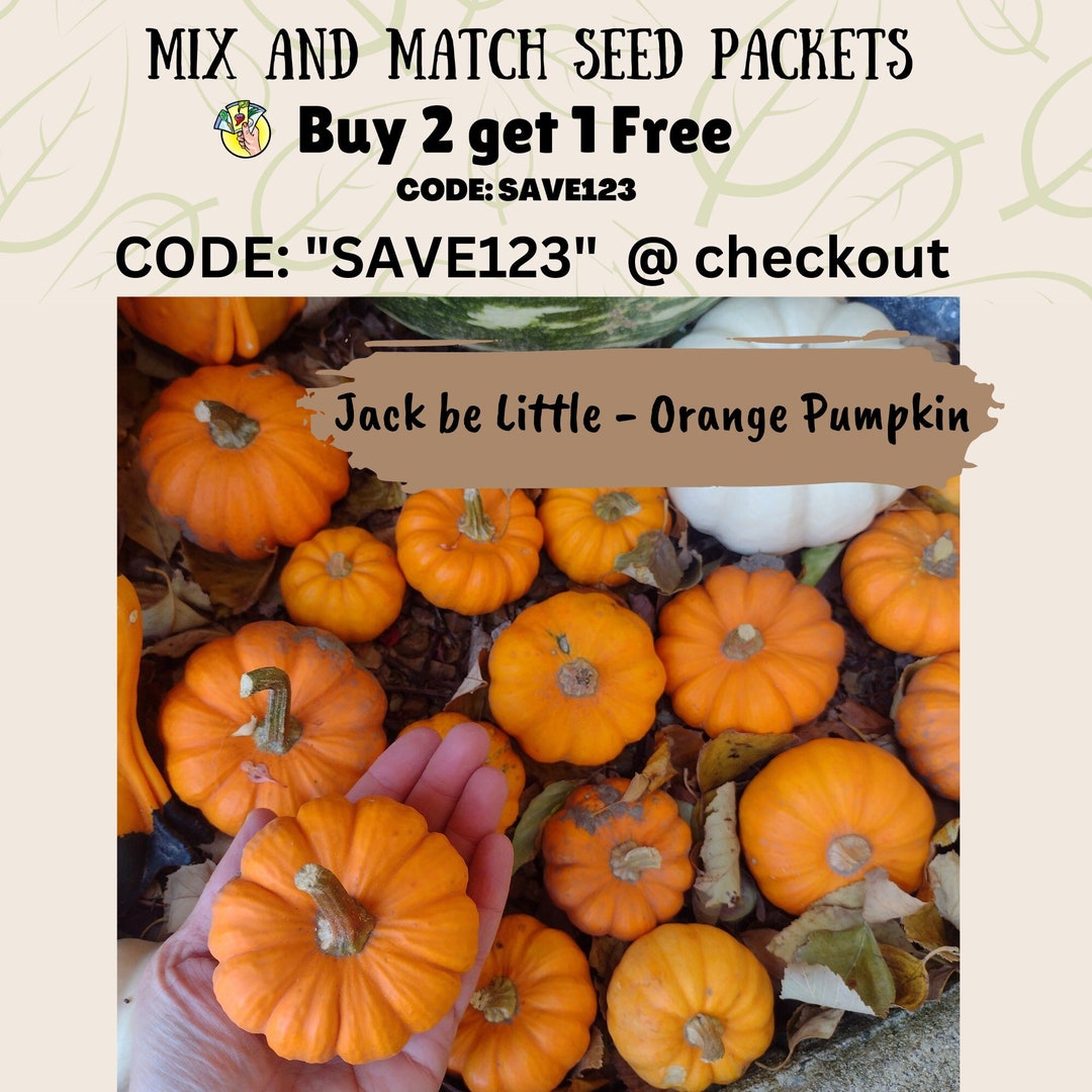 Jack Be Little Pumpkin Seeds - Orange Pumpkin, Mini Pumpkins, Miniature ...