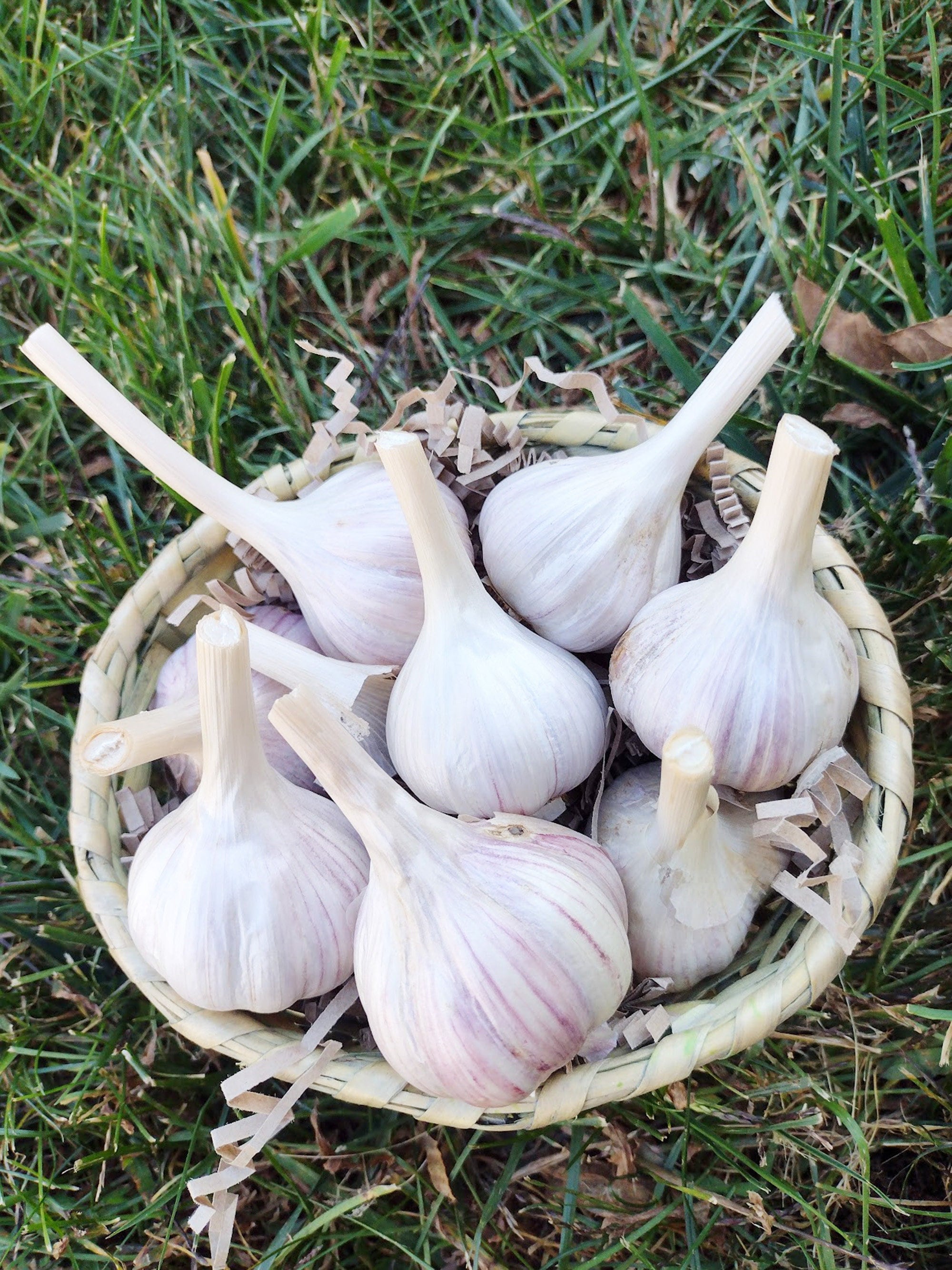 Music Garlic Bulbs one Pound and Half Pound Options Medium Size 1 ...