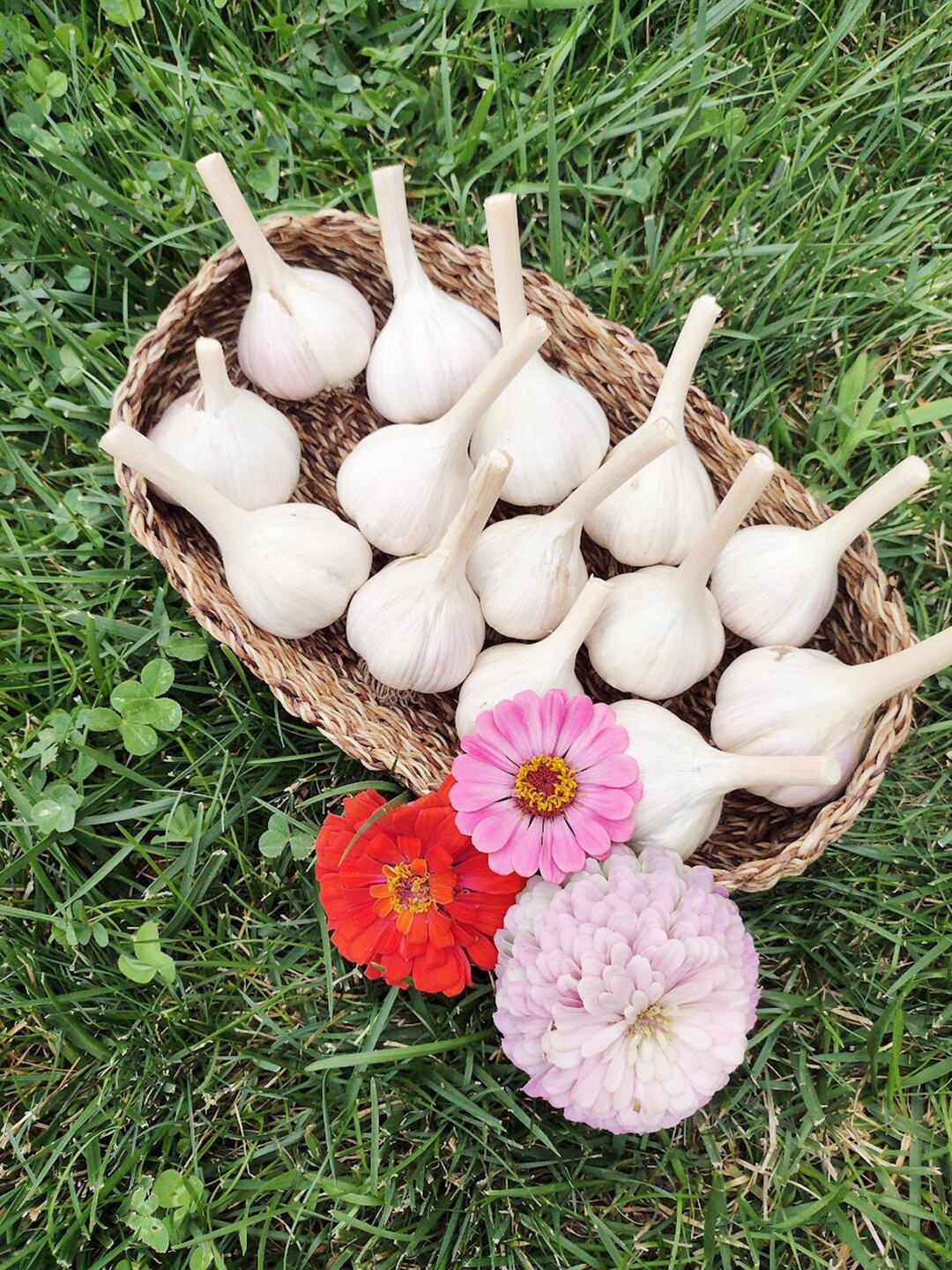 German Extra Hardy Garlic Bulbs one Pound and Half Pound Options Garlic ...