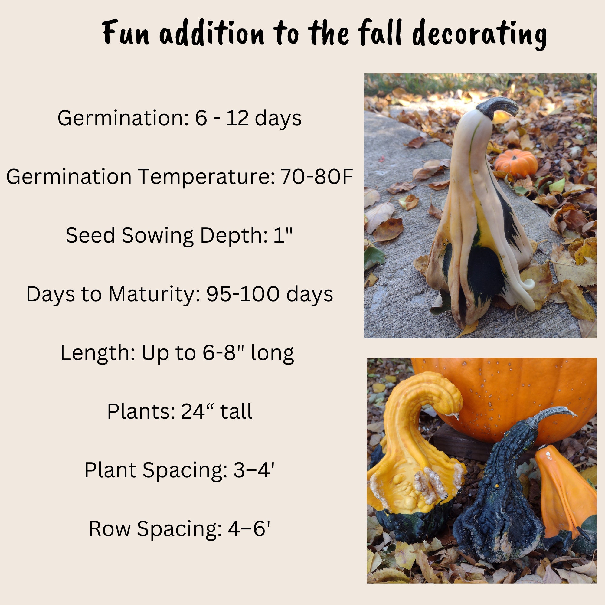 Autumn Wings Gourd Seed Mix Gourd Seeds Gourd Seed Mix Wing - Etsy