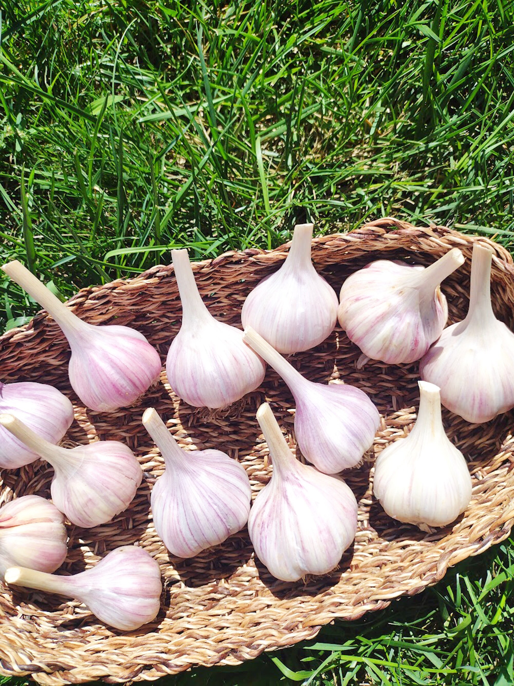 Georgia Fire Garlic Bulbs one Pound and Half Pound Options Medium Size ...