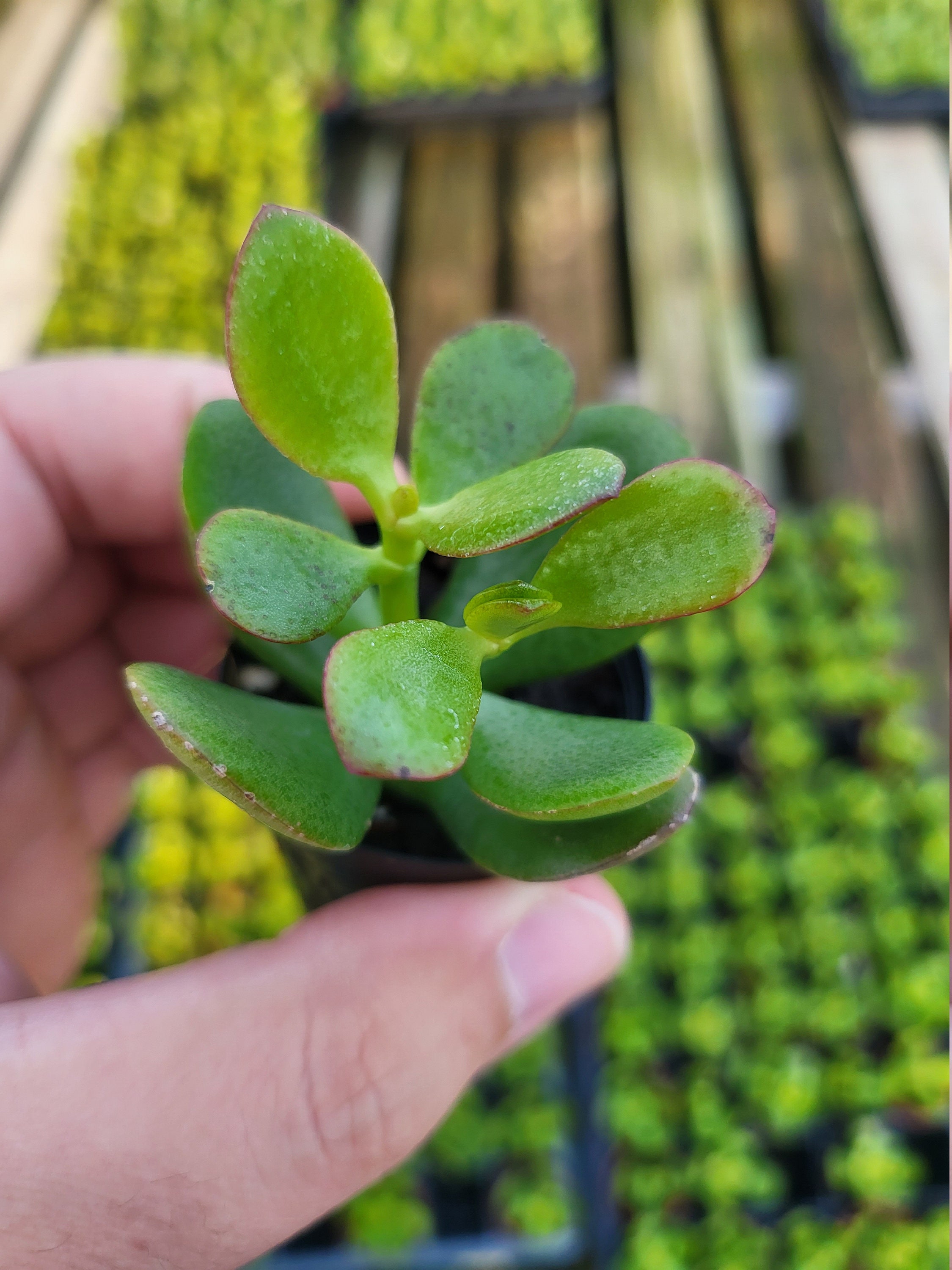 1.75" Crassula Ovata "minima" (miniature Jade Plant) - Etsy