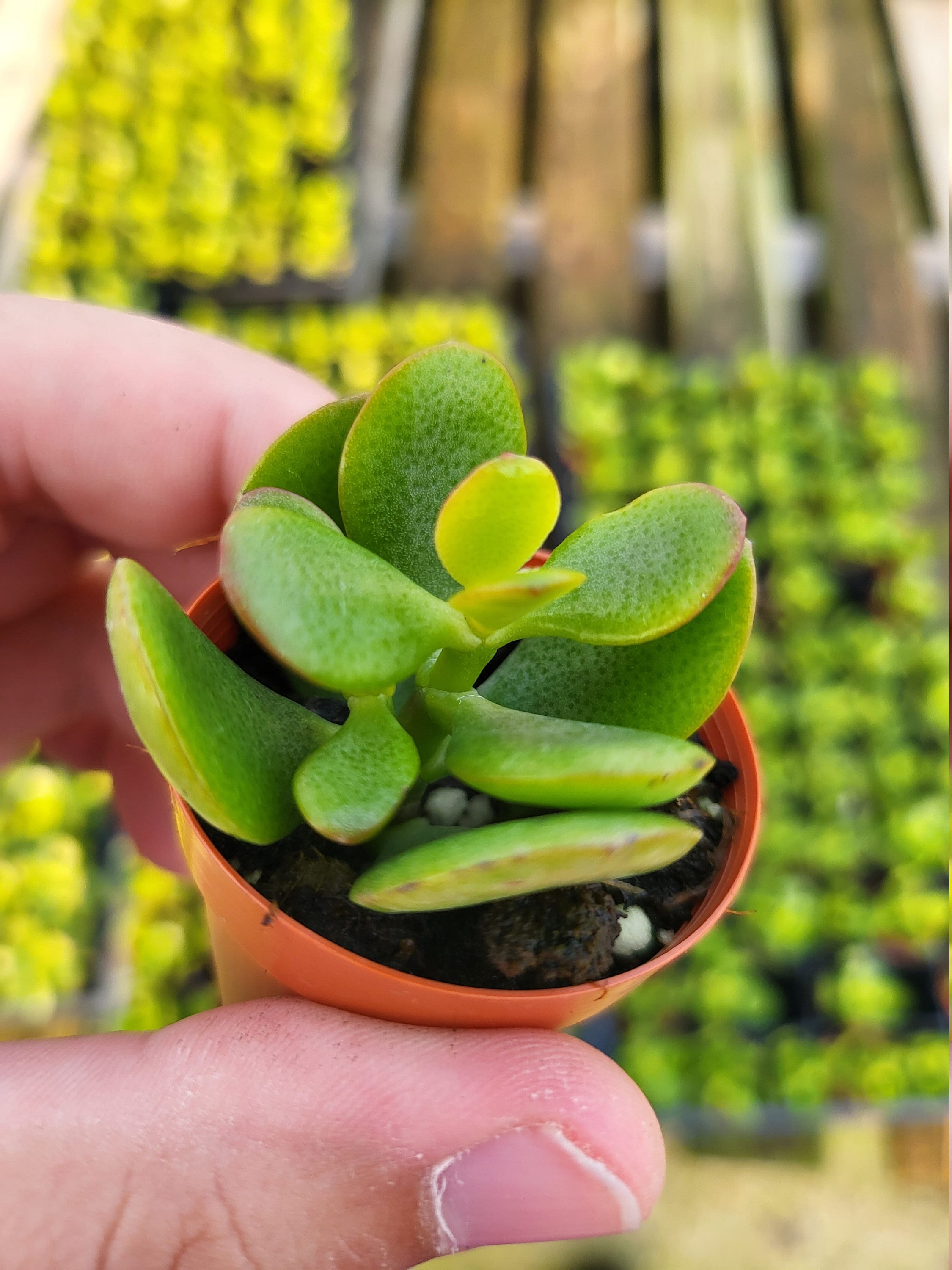 1.75" Crassula Ovata "minima" (miniature Jade Plant) - Etsy