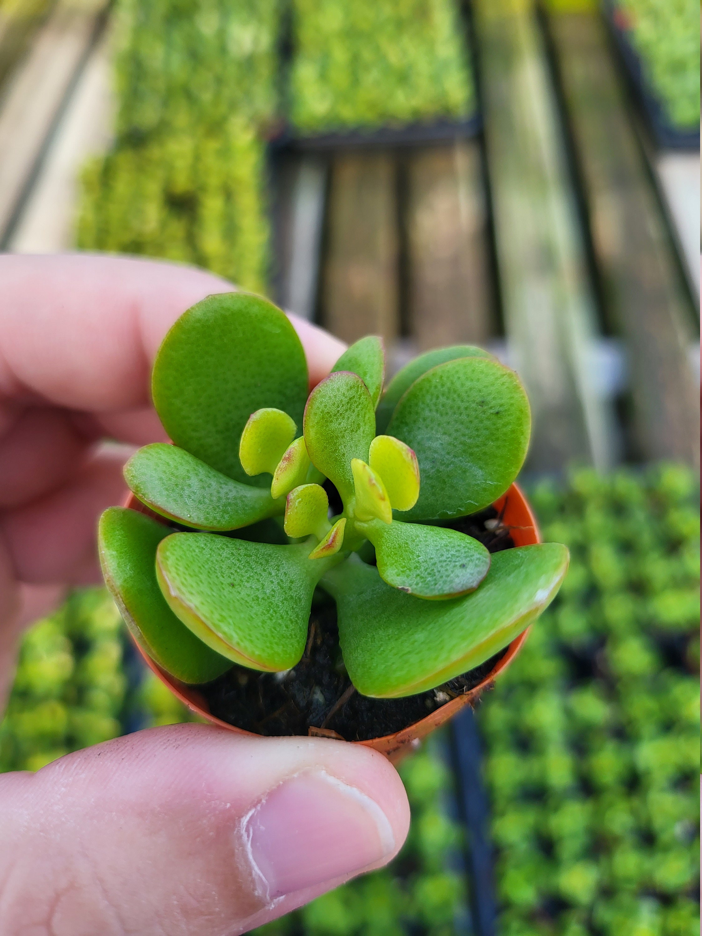1.75" Crassula Ovata "minima" (miniature Jade Plant) - Etsy