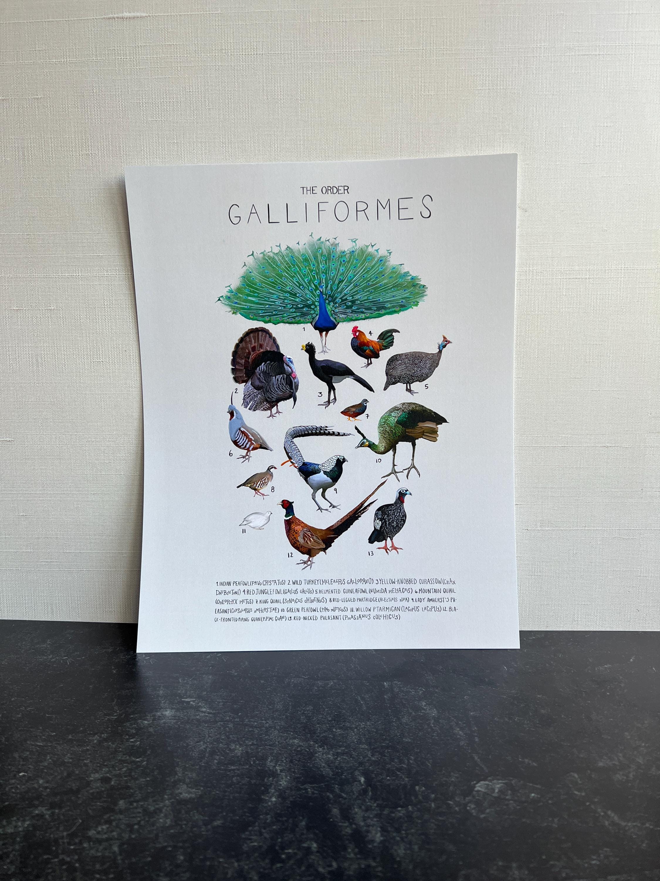 Birds, Heavy Fowl, the Order Galliformes, Scientific Print, Scientific ...