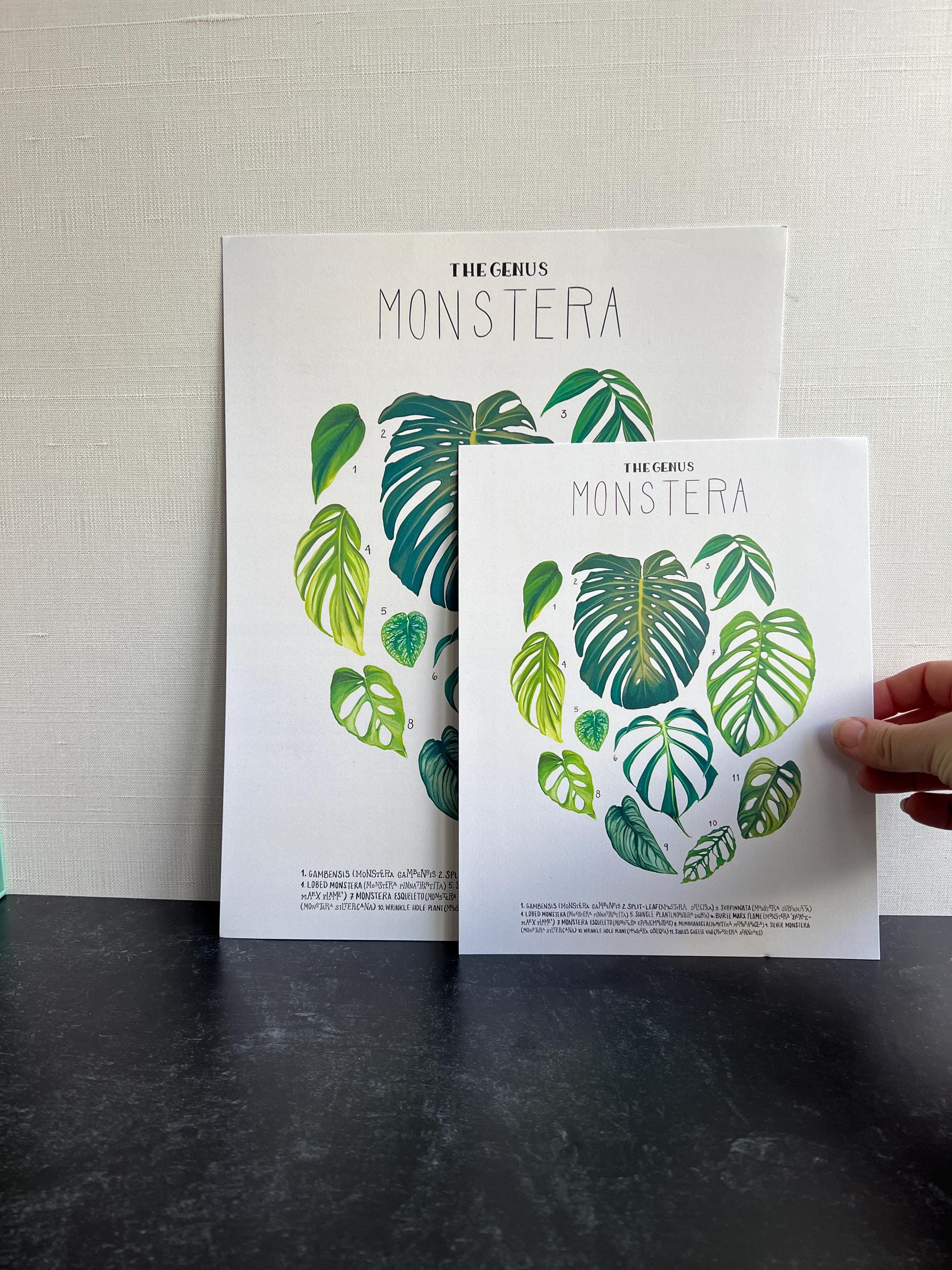 Monstera, Monsteras, the Genus Monstera, Scientific Illustration ...