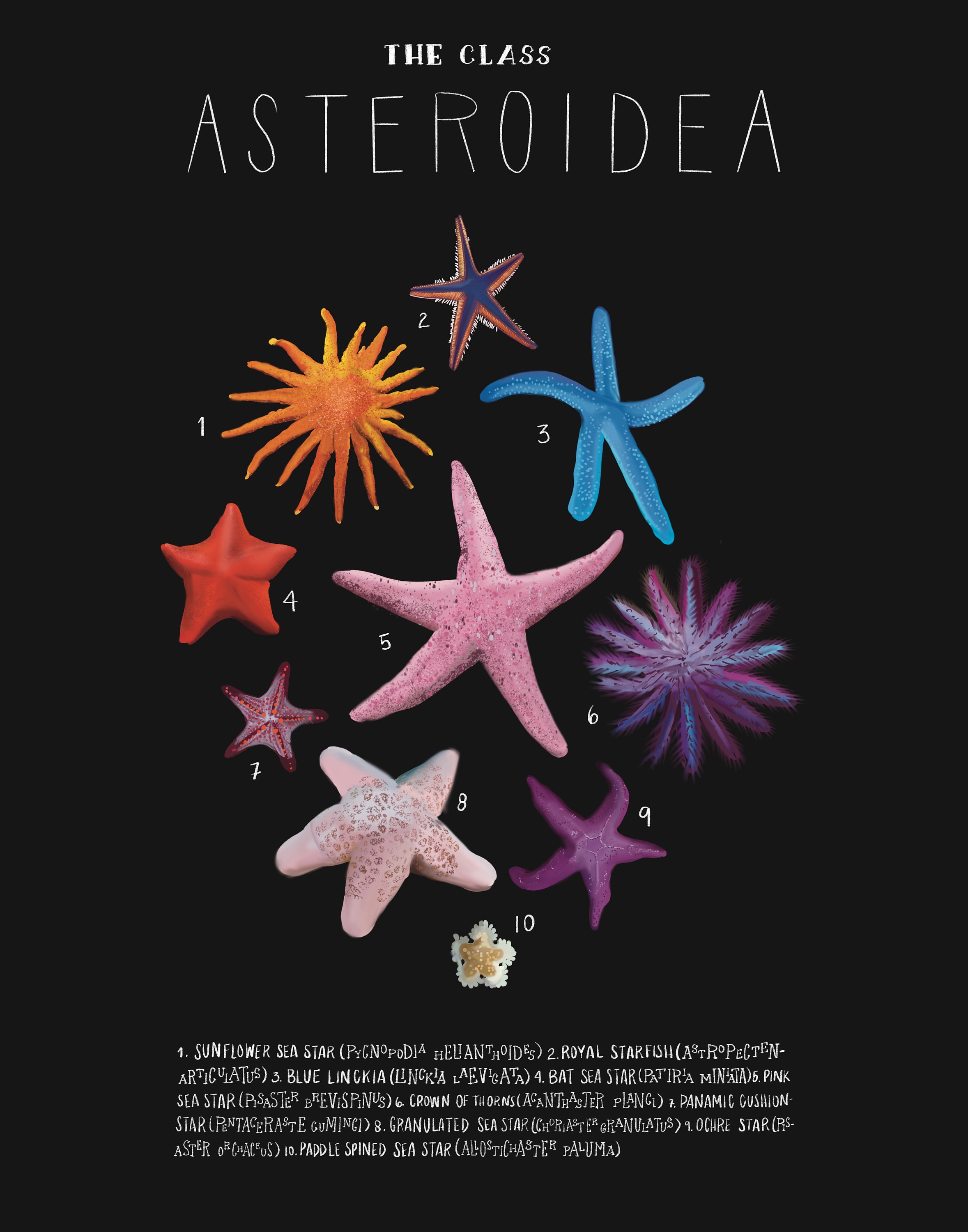 Starfish, Sea Stars, the Class Asteroidea, Scientific Illustration ...