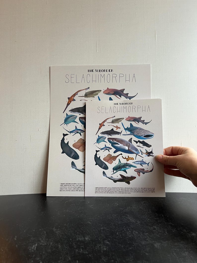 Sharks, the Suborder Selachimorpha, Scientific Illustration, Shark Art ...