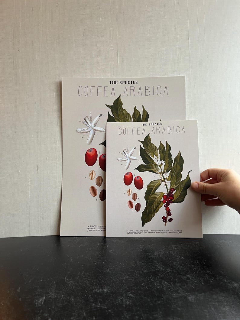Coffee. Coffea Arabica, Coffee Art, Scientific Illustration, Botanical ...