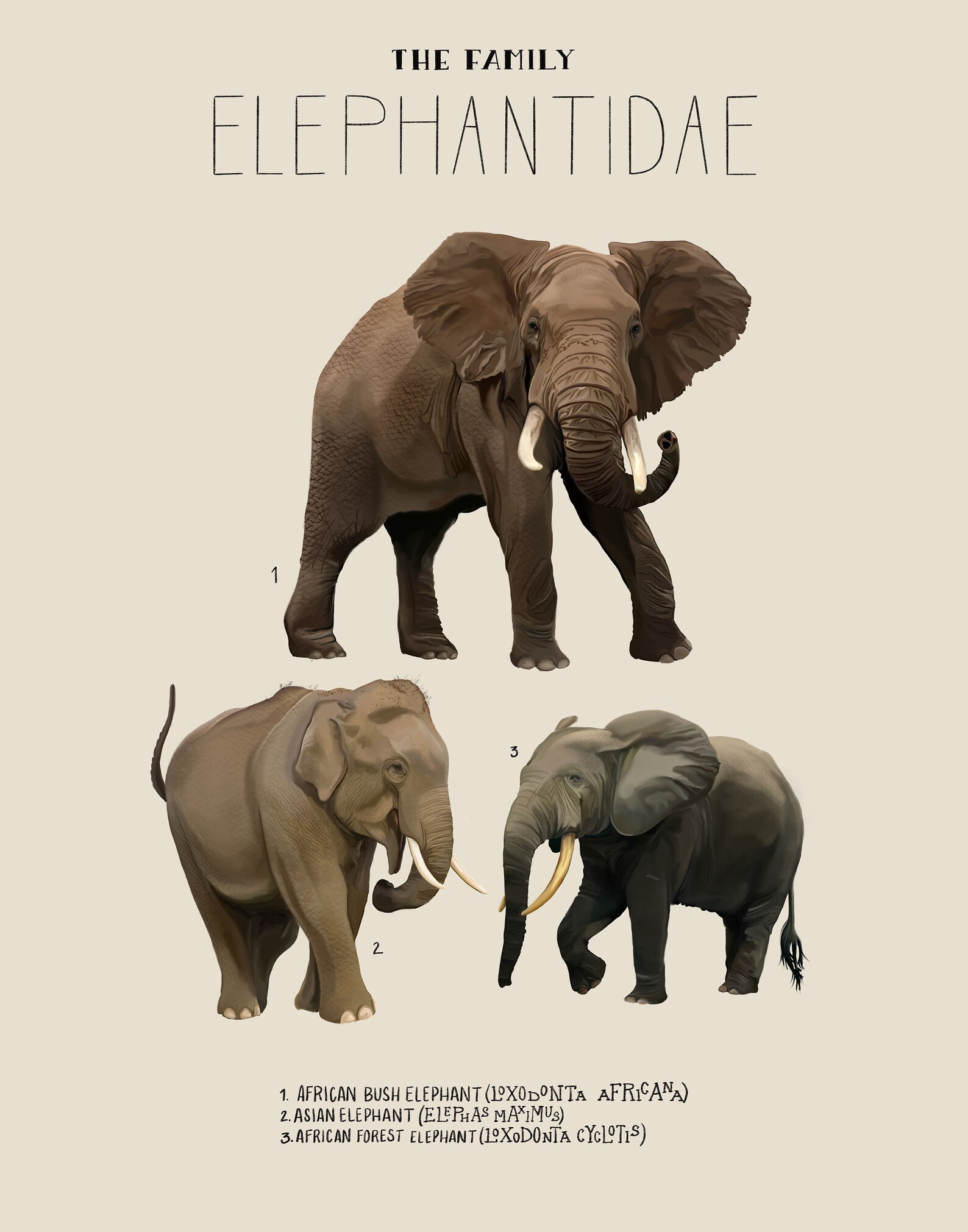 Elephants, the Family Elephantidae, Scientific Illustration, Scientific ...