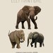 Elephants, the Family Elephantidae, Scientific Illustration, Scientific ...