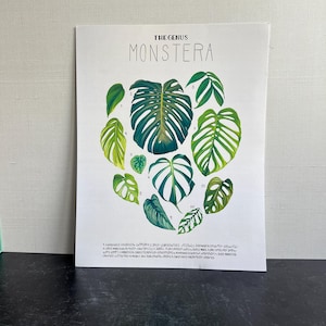 Monstera, Monsteras, the Genus Monstera, Scientific Illustration ...