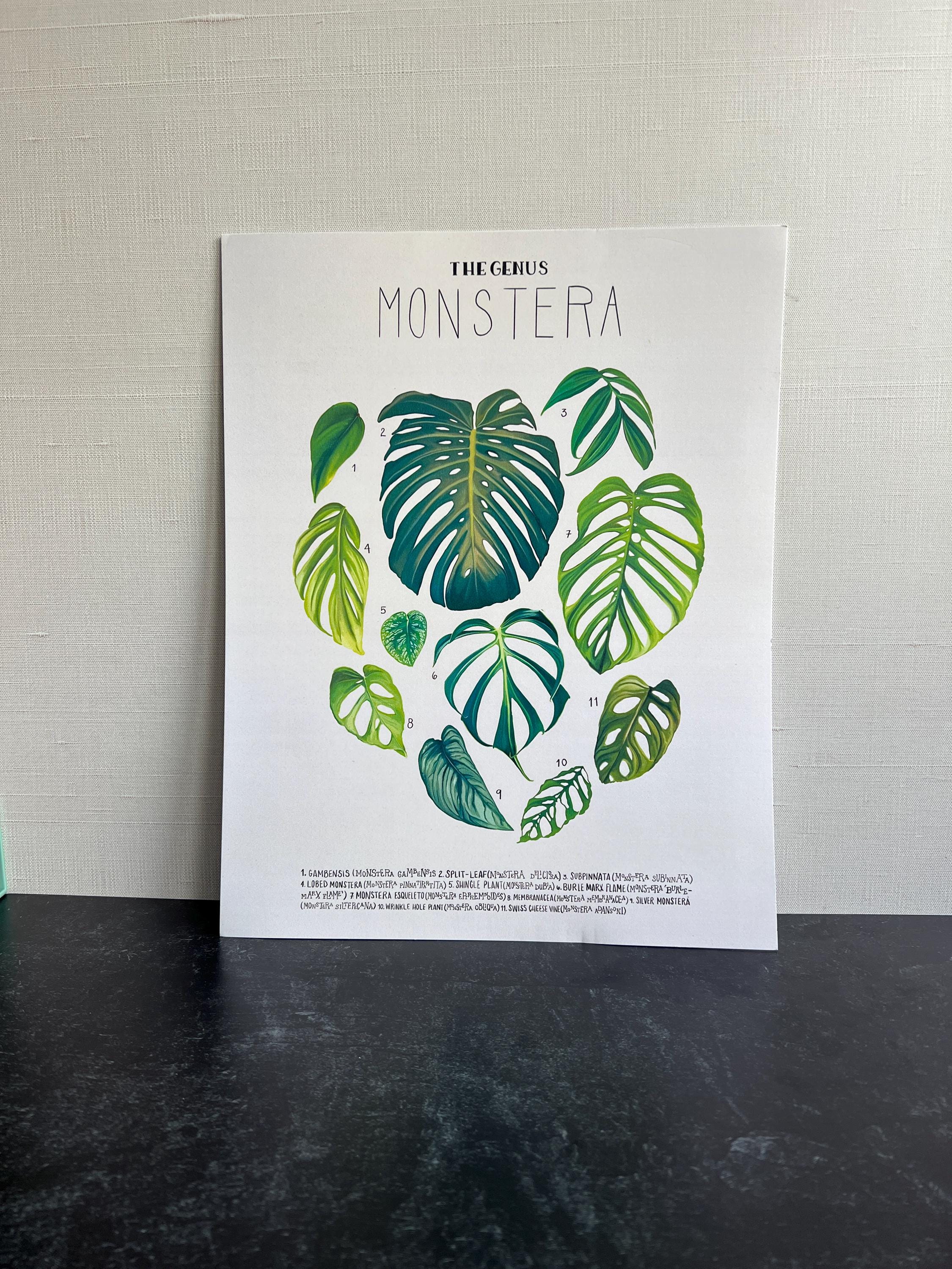 Monstera, Monsteras, the Genus Monstera, Scientific Illustration ...