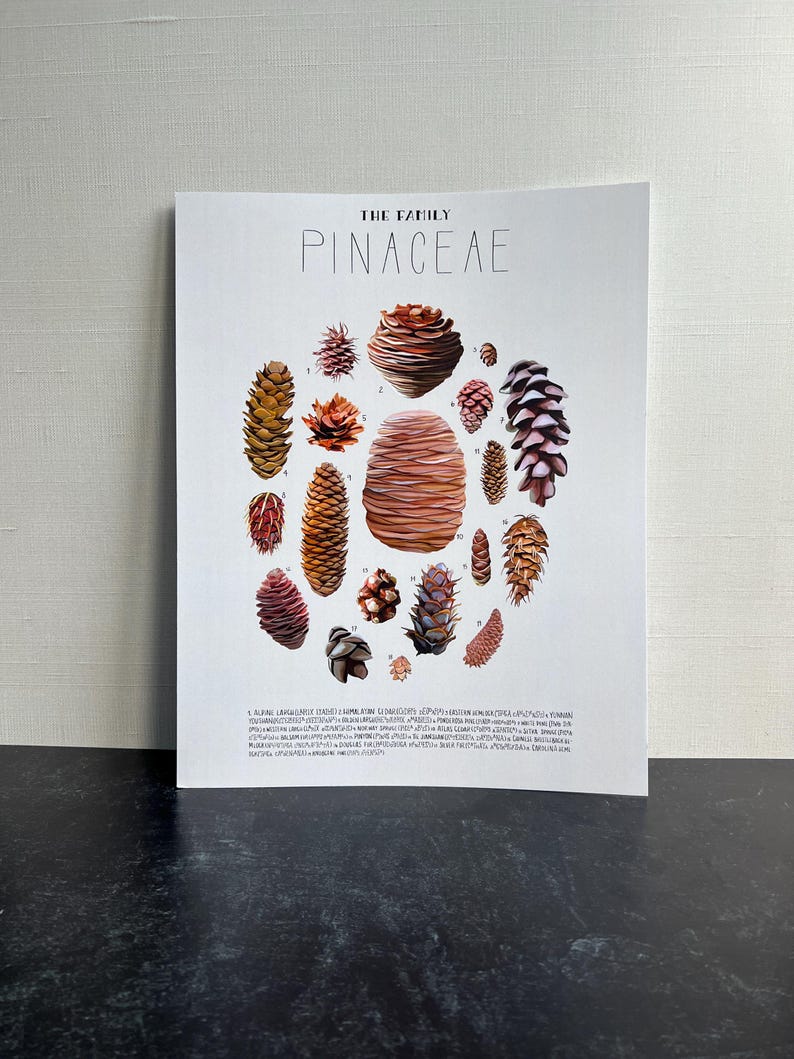 Pinecones, the Family Pinaceae, Scientific Illustration, Holiday Decor ...