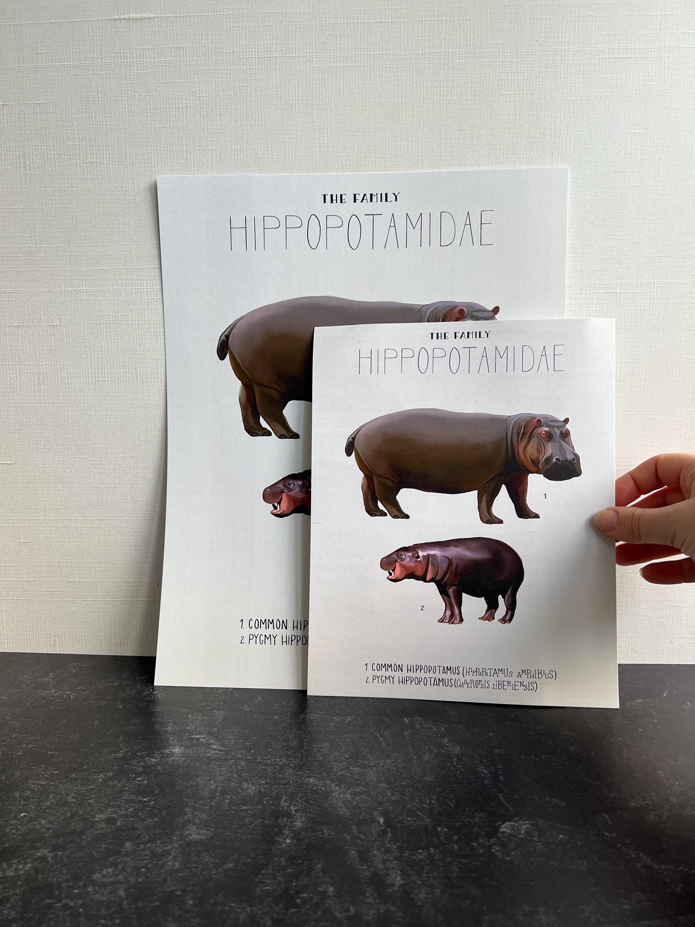 Hippos, the Family Hippopotamidae, Scientific Illustration, Scientific ...
