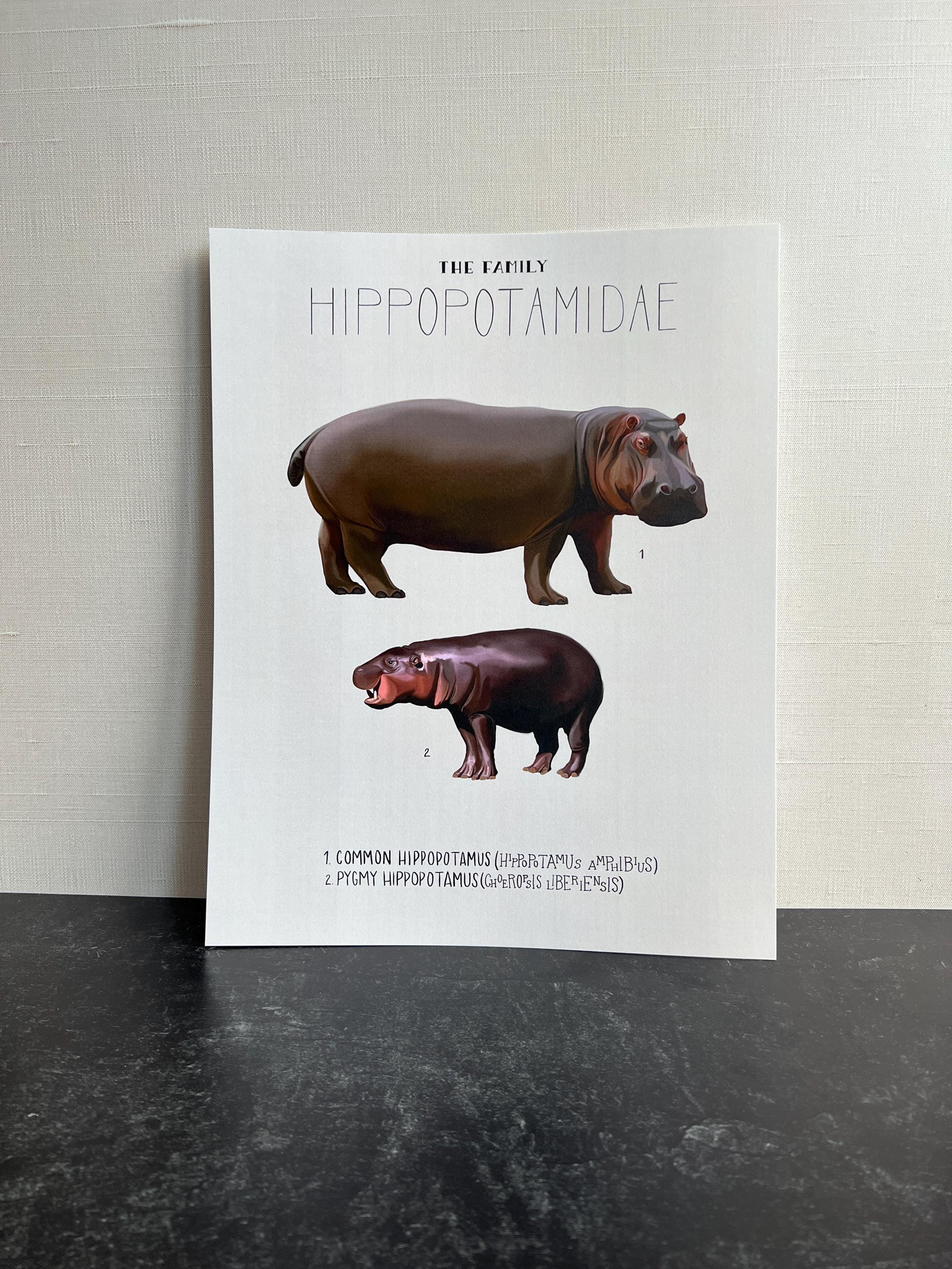 Hippos, the Family Hippopotamidae, Scientific Illustration, Scientific ...