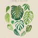 Monstera, Monsteras, the Genus Monstera, Scientific Illustration ...