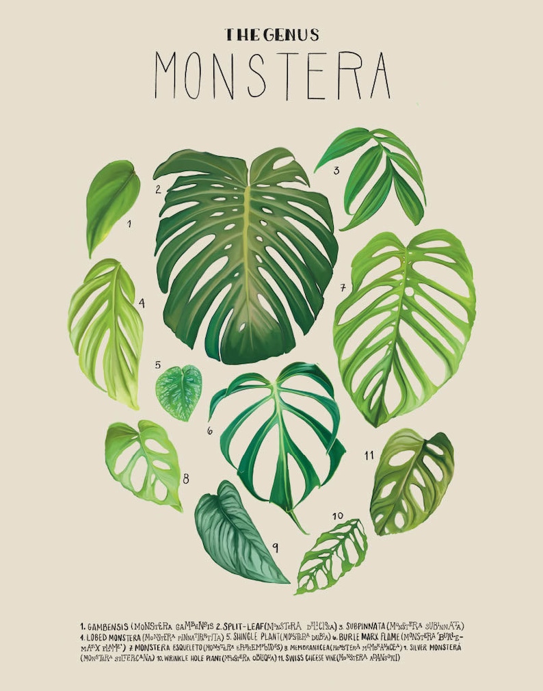 Monstera, Monsteras, the Genus Monstera, Scientific Illustration ...