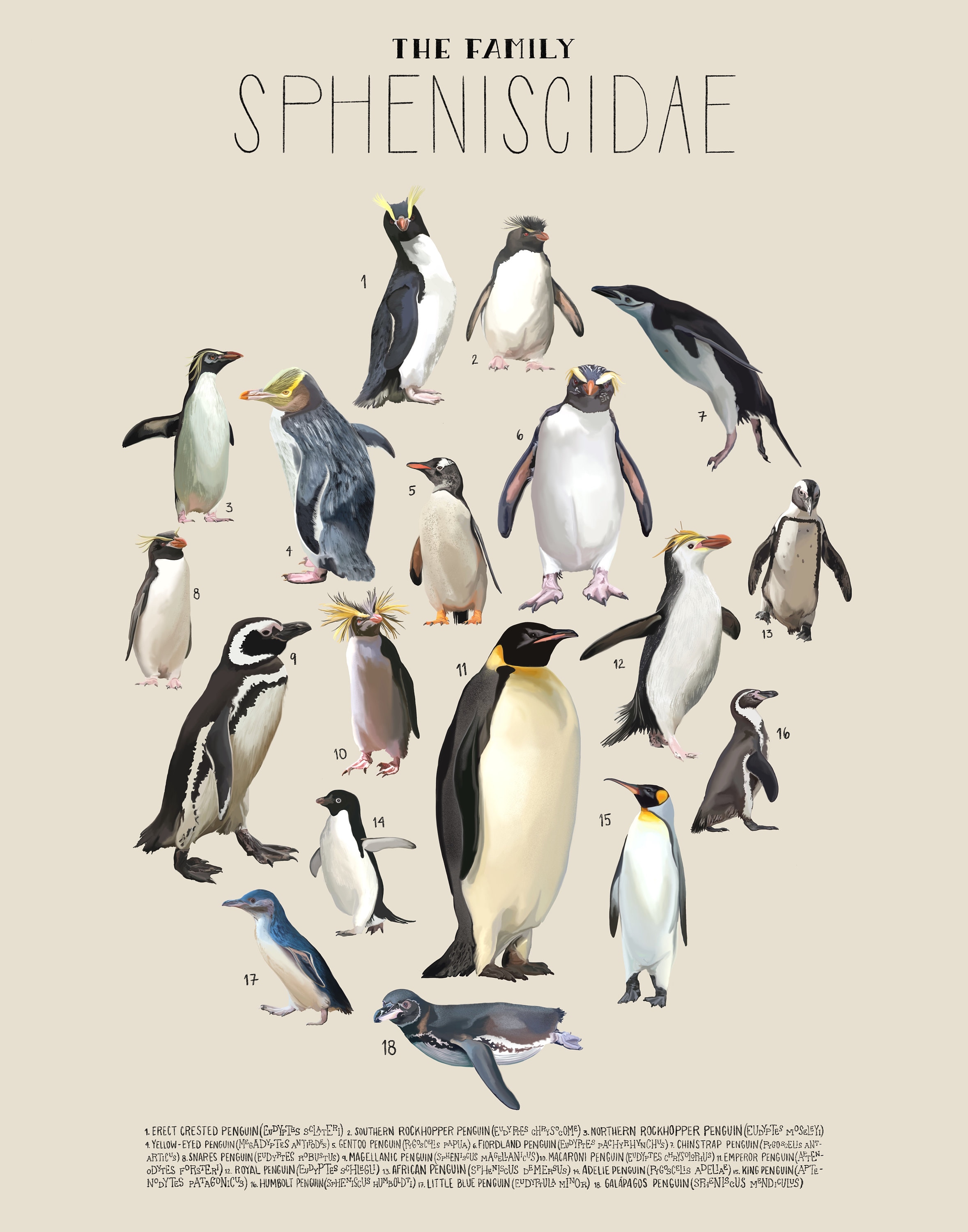 Penguins, the Family Spheniscidae, Scientific Illustration, Scientific ...