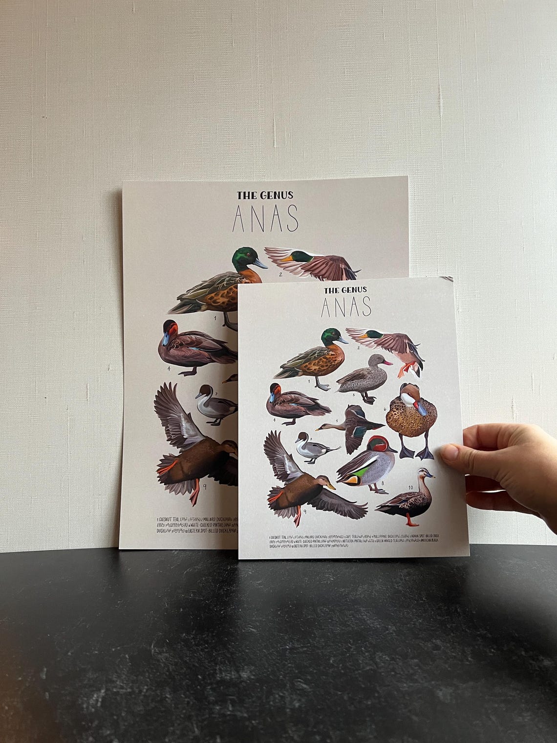 Dabbling Ducks, the Genus Anas, Duck Poster, Duck Prints, Mallard Ducks ...