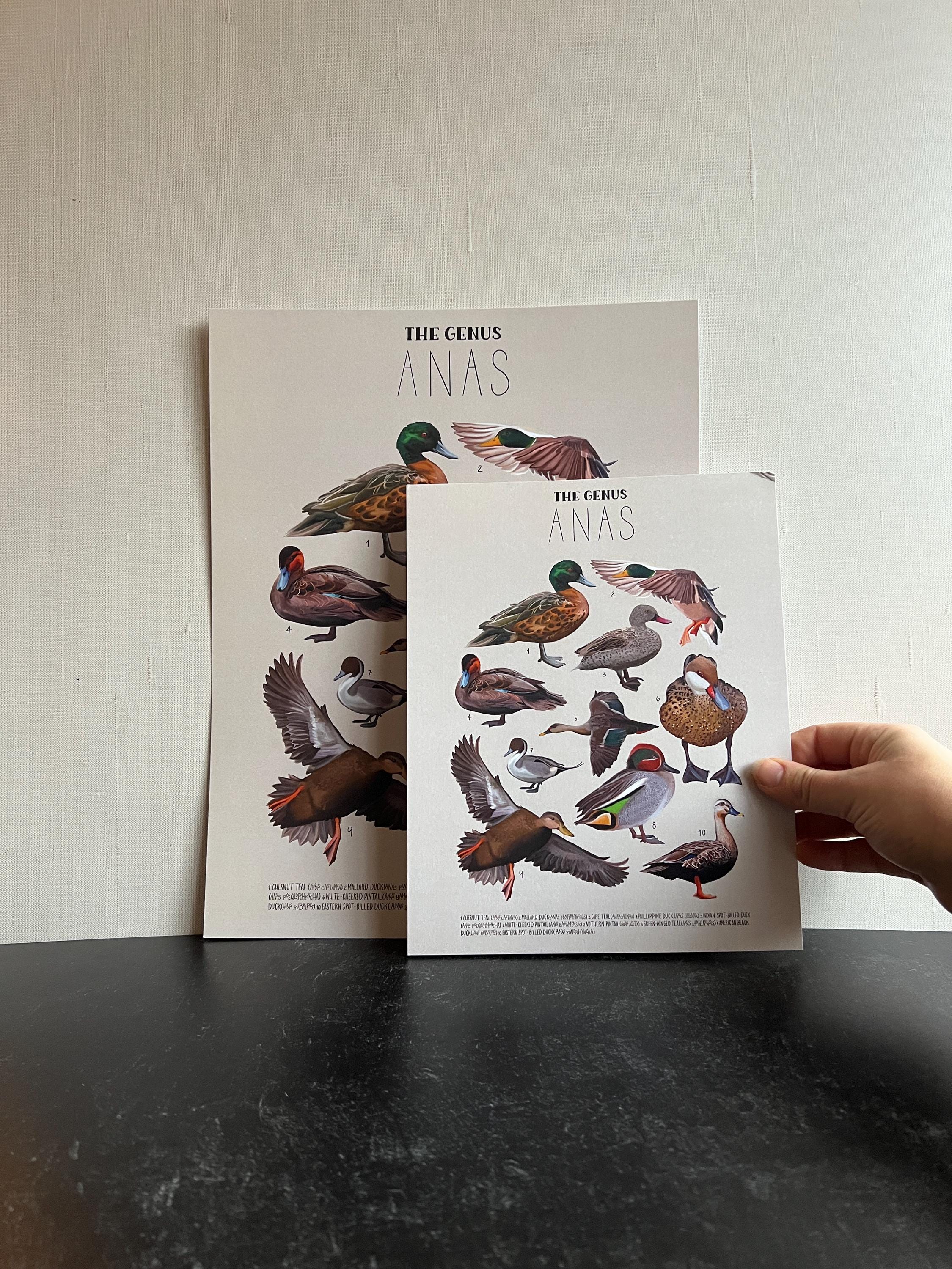 Dabbling Ducks, the Genus Anas, Duck Poster, Duck Prints, Mallard Ducks ...