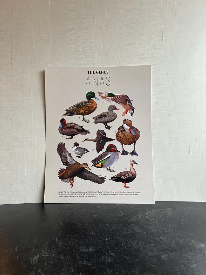 Dabbling Ducks, the Genus Anas, Duck Poster, Duck Prints, Mallard Ducks ...