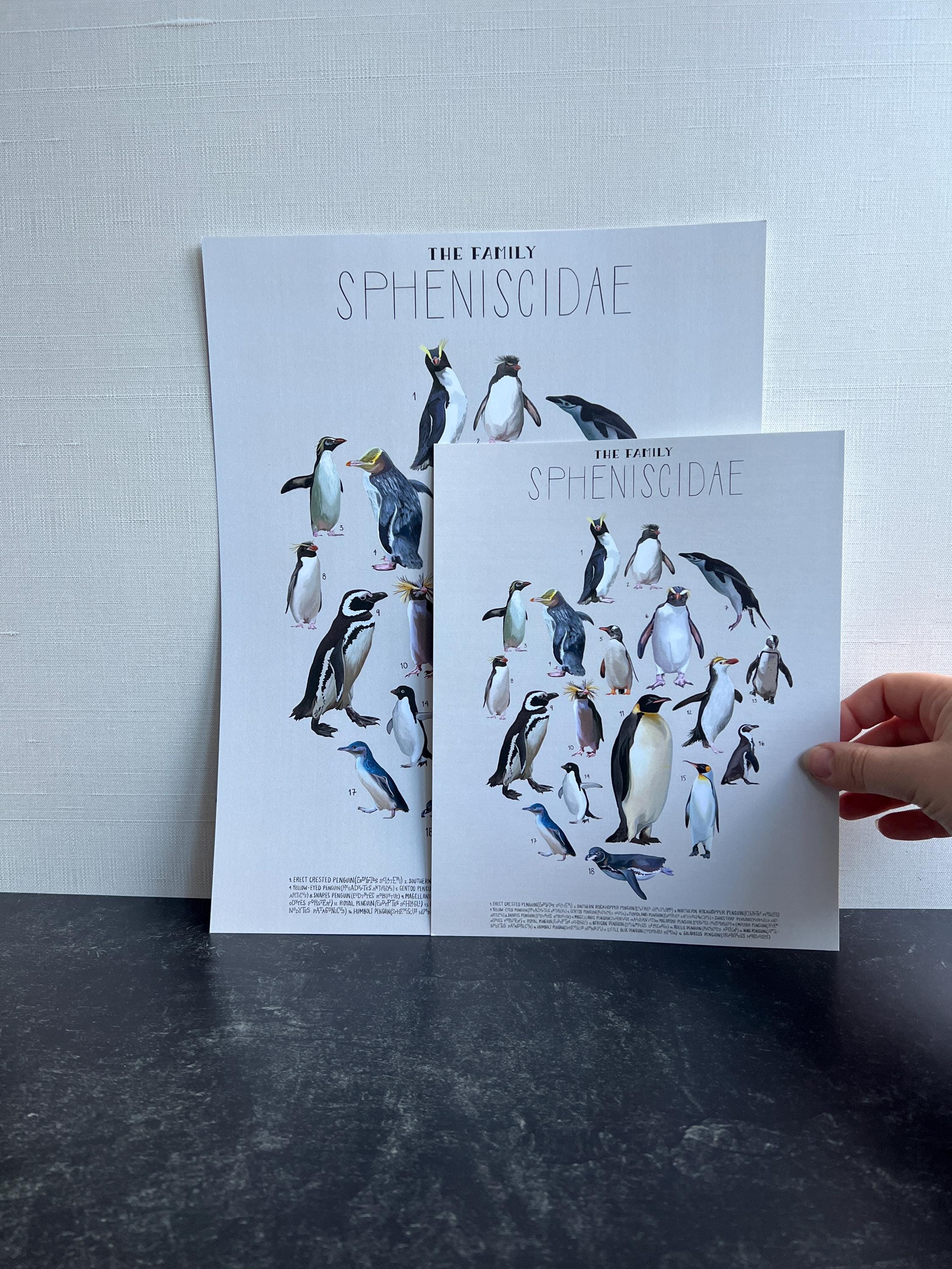 Penguins, the Family Spheniscidae, Scientific Illustration, Scientific ...