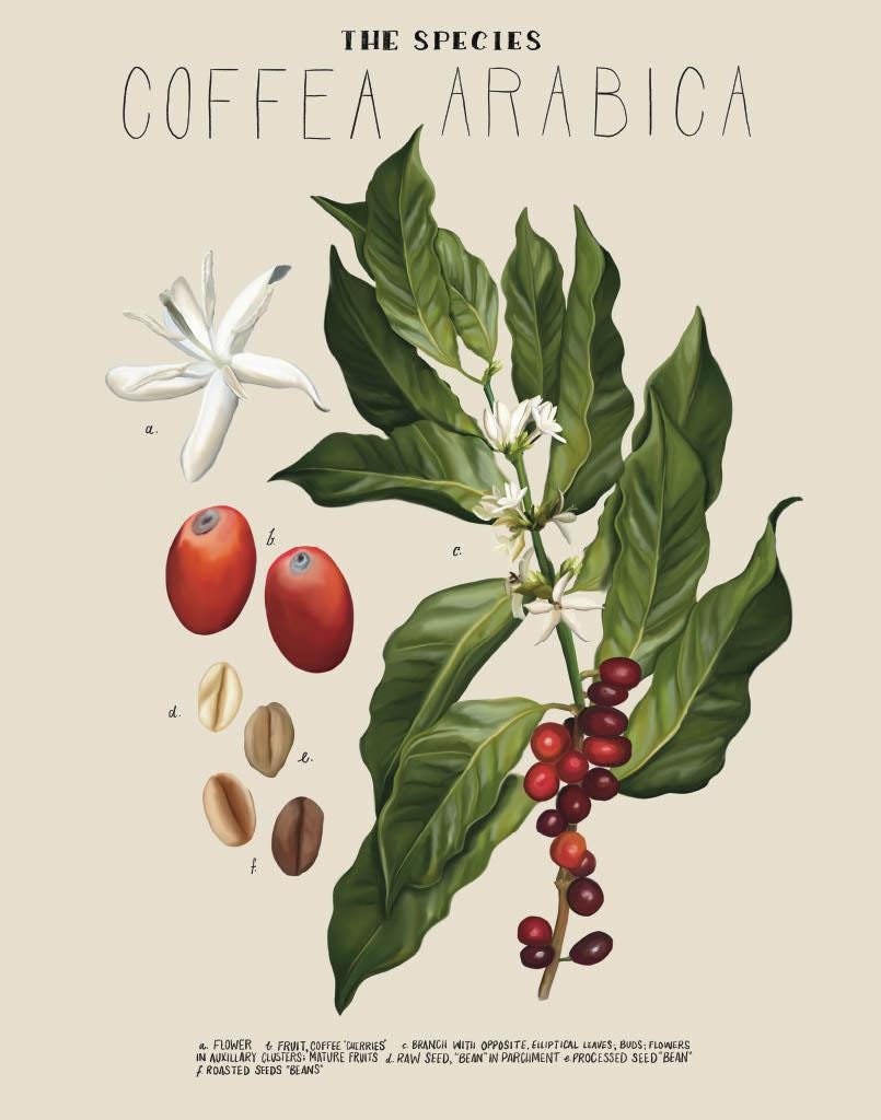 Coffee. Coffea Arabica, Coffee Art, Scientific Illustration, Botanical ...