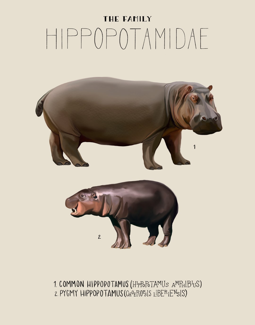 Hippos, the Family Hippopotamidae, Scientific Illustration, Scientific ...