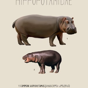 Hippos, the Family Hippopotamidae, Scientific Illustration, Scientific ...