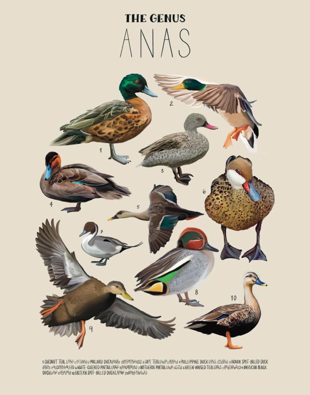Dabbling Ducks, the Genus Anas, Duck Poster, Duck Prints, Mallard Ducks ...
