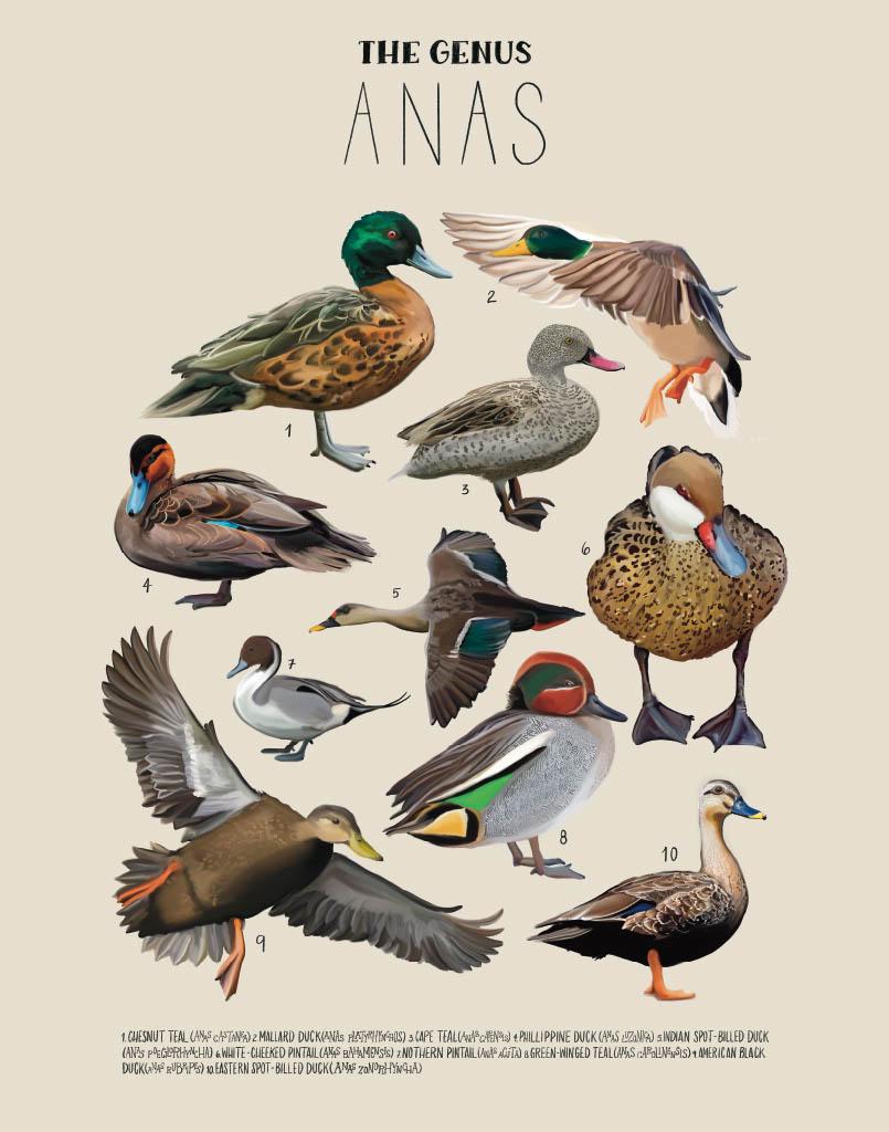 Dabbling Ducks, the Genus Anas, Duck Poster, Duck Prints, Mallard Ducks ...