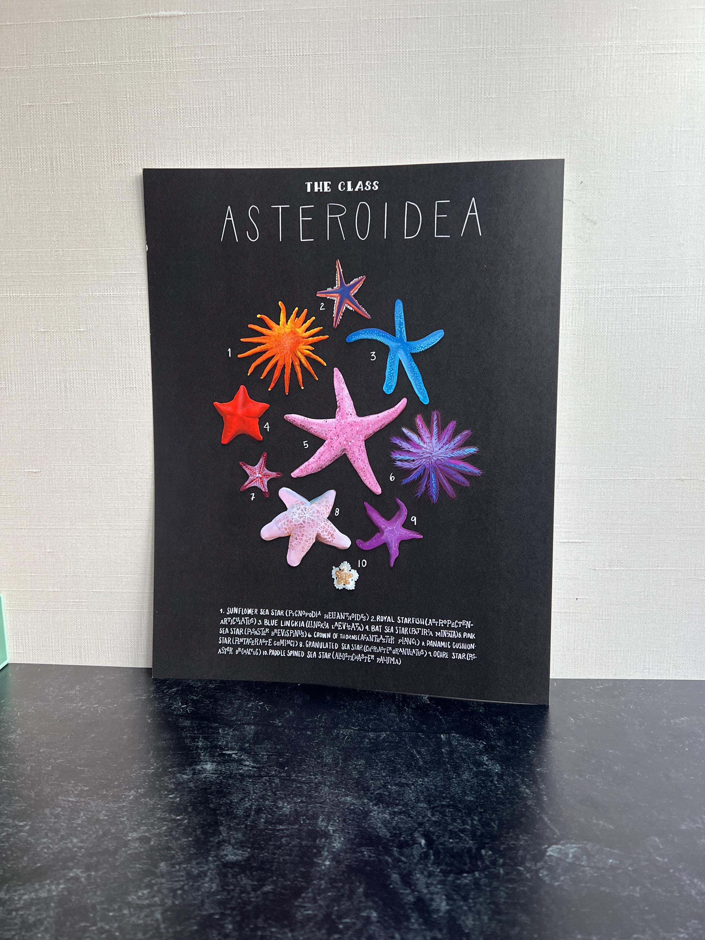 Starfish, Sea Stars, the Class Asteroidea, Scientific Illustration ...