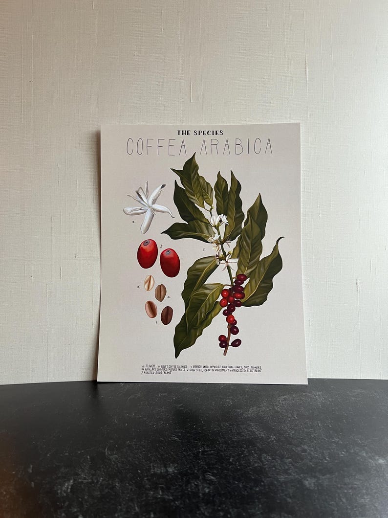 Coffee. Coffea Arabica, Coffee Art, Scientific Illustration, Botanical ...