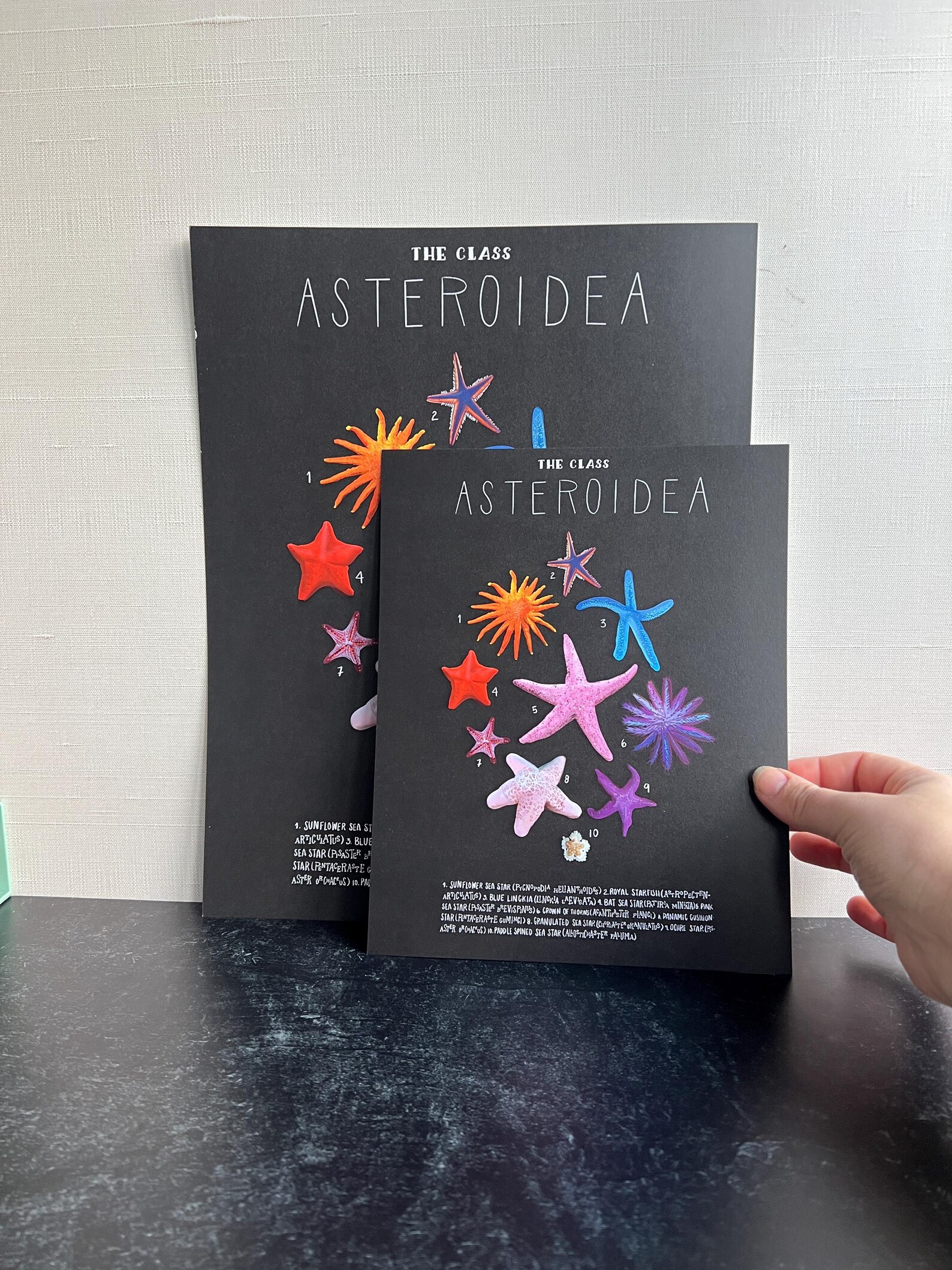 Starfish, Sea Stars, the Class Asteroidea, Scientific Illustration ...