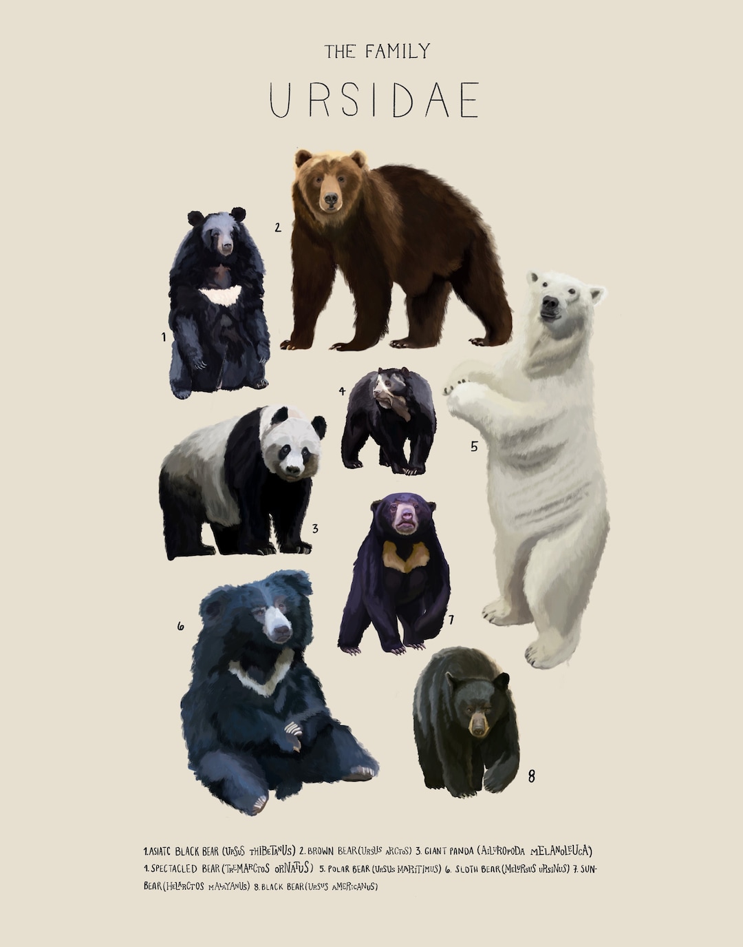 Bears, the Family Ursidae, Scientific Illustration, Scientific Print ...