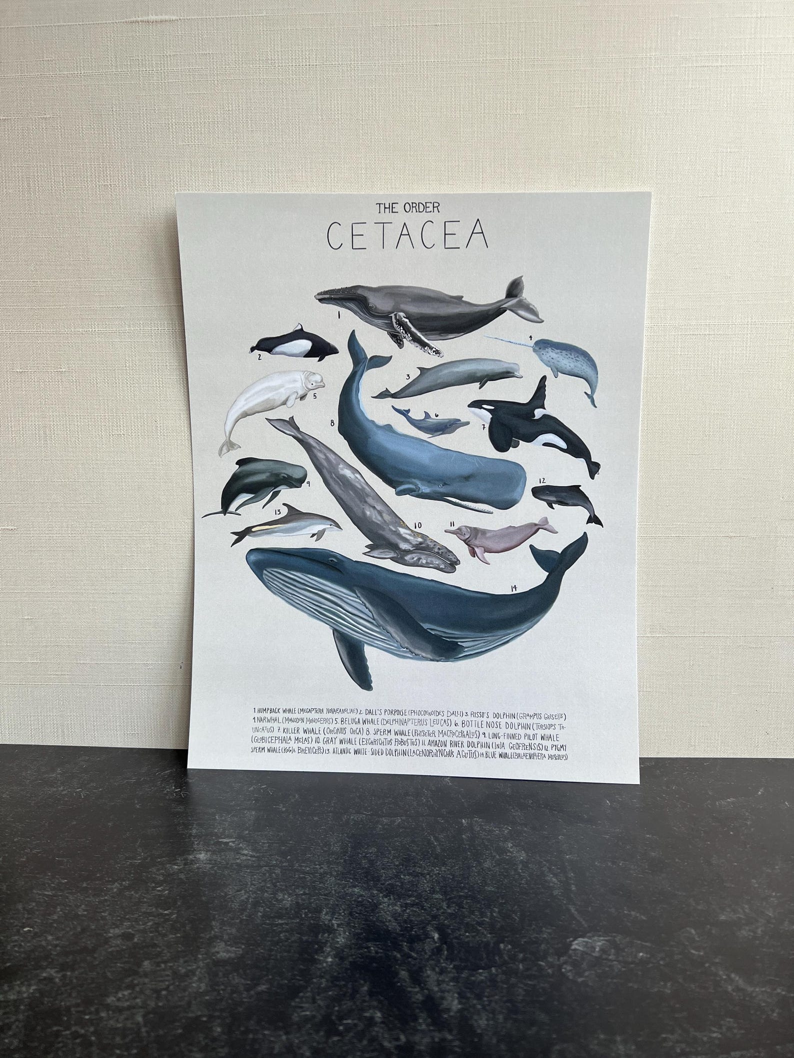 Whales, the Order Cetacea, Scientific Illustration - Etsy