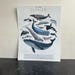 Whales, the Order Cetacea, Scientific Illustration - Etsy