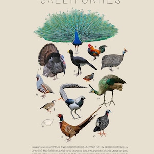 Birds, Heavy Fowl, the Order Galliformes, Scientific Print, Scientific ...