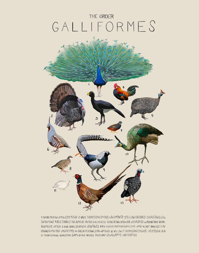 Birds, Heavy Fowl, the Order Galliformes, Scientific Print, Scientific ...
