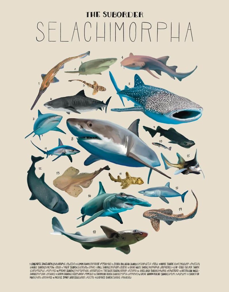 Sharks, the Suborder Selachimorpha, Scientific Illustration, Shark Art ...