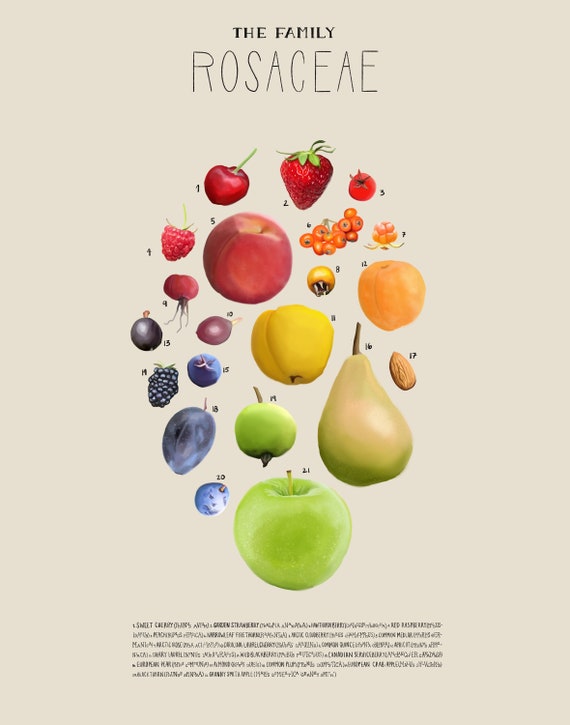 Rosaceae Family Members